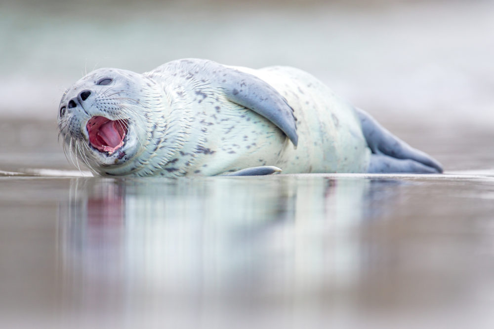 Coast Like a Local - Oregon Coast Visitors Association
