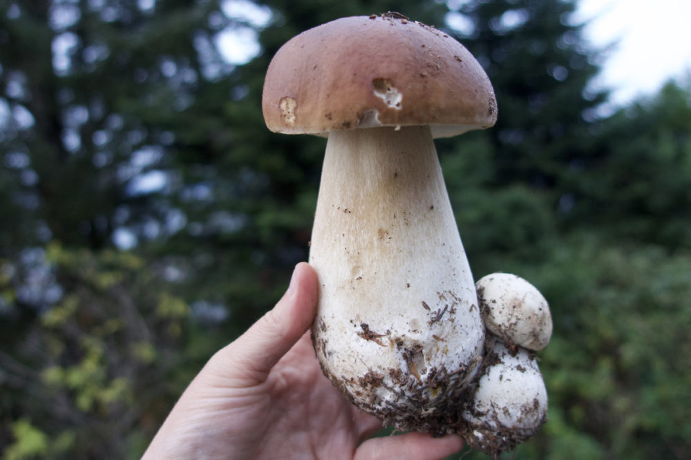 Guide to Wild Mushrooms on the Oregon Coast - Oregon Coast Visitors ...