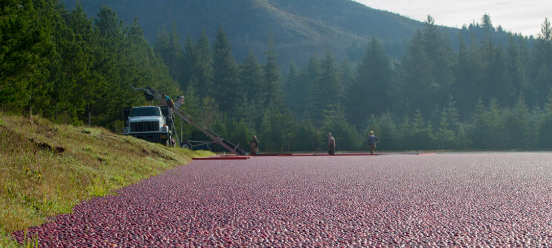 Cranberry Traditions on the South Coast - Oregon Coast Visitors Association