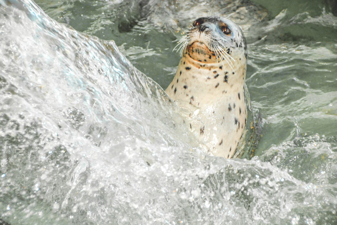 Marine Experiences Your Whole Family Will Love - Oregon Coast Visitors ...