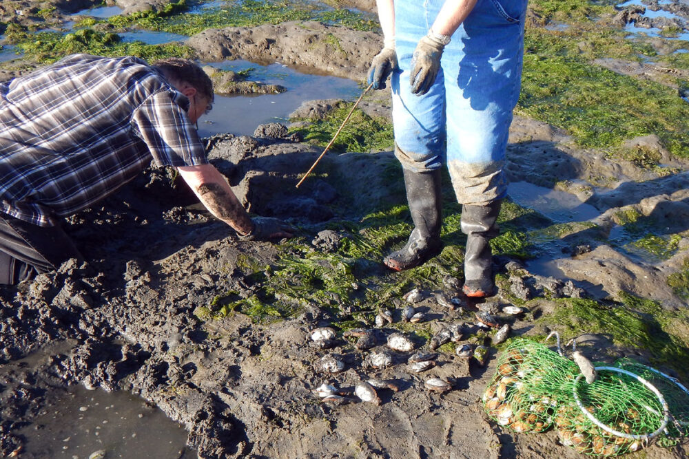 Clamming Adventures on the Oregon Coast - Oregon Coast Visitors Association