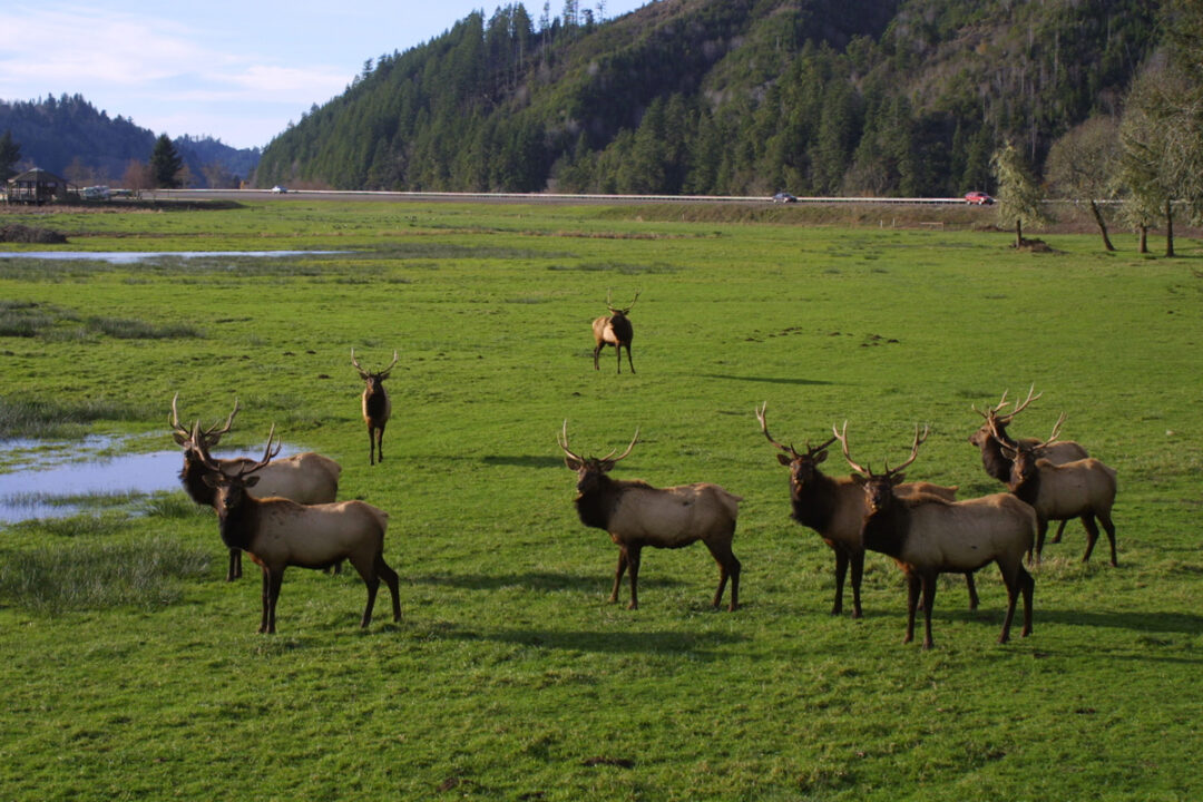 Meet the Majestic Elk of the Oregon Coast - Oregon Coast Visitors ...