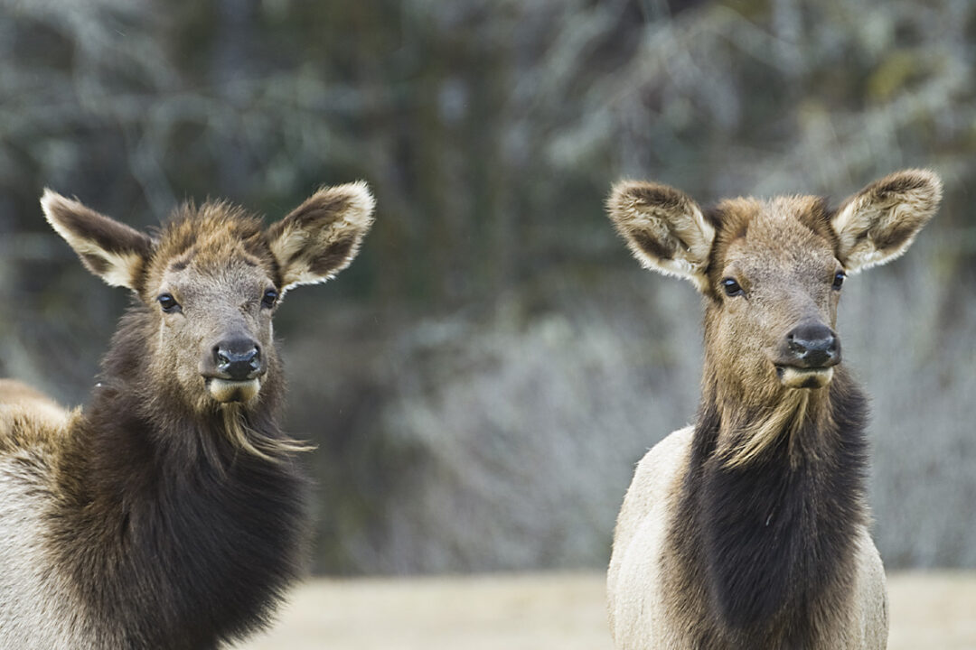 Meet the Majestic Elk of the Oregon Coast - Oregon Coast Visitors ...
